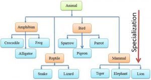 Difference Between Generalization and Specialization in DBMS (with Comparison Chart) - Tech ...